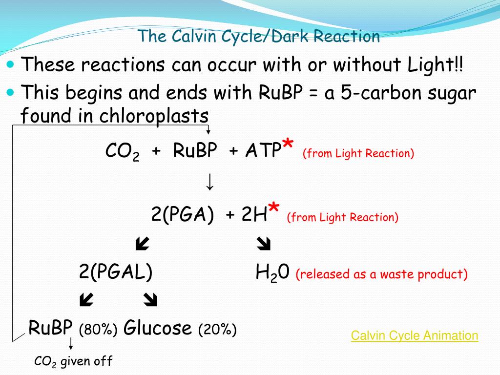PPT - Honors Biology: Photosynthesis PowerPoint Presentation, free ...