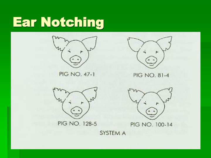 PPT - Swine Management PowerPoint Presentation - ID:5649689