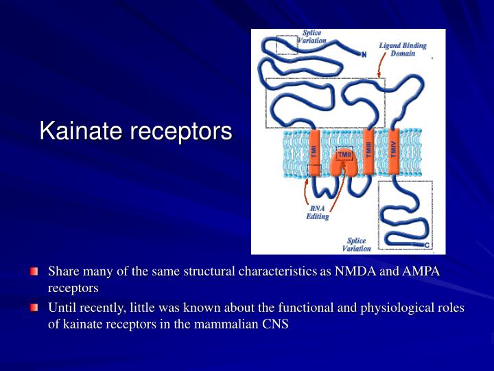 PPT - Glutamate PowerPoint Presentation - ID:5650359