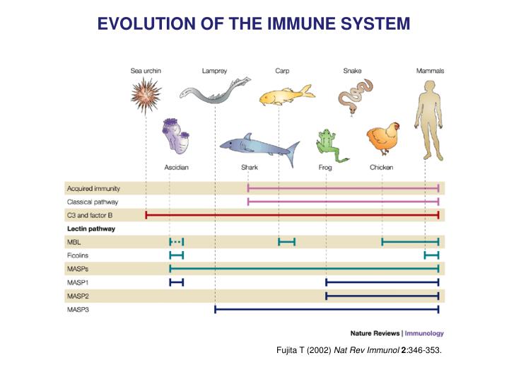 PPT - ASPECTS OF INNATE IMMUNITY PowerPoint Presentation - ID:5650440
