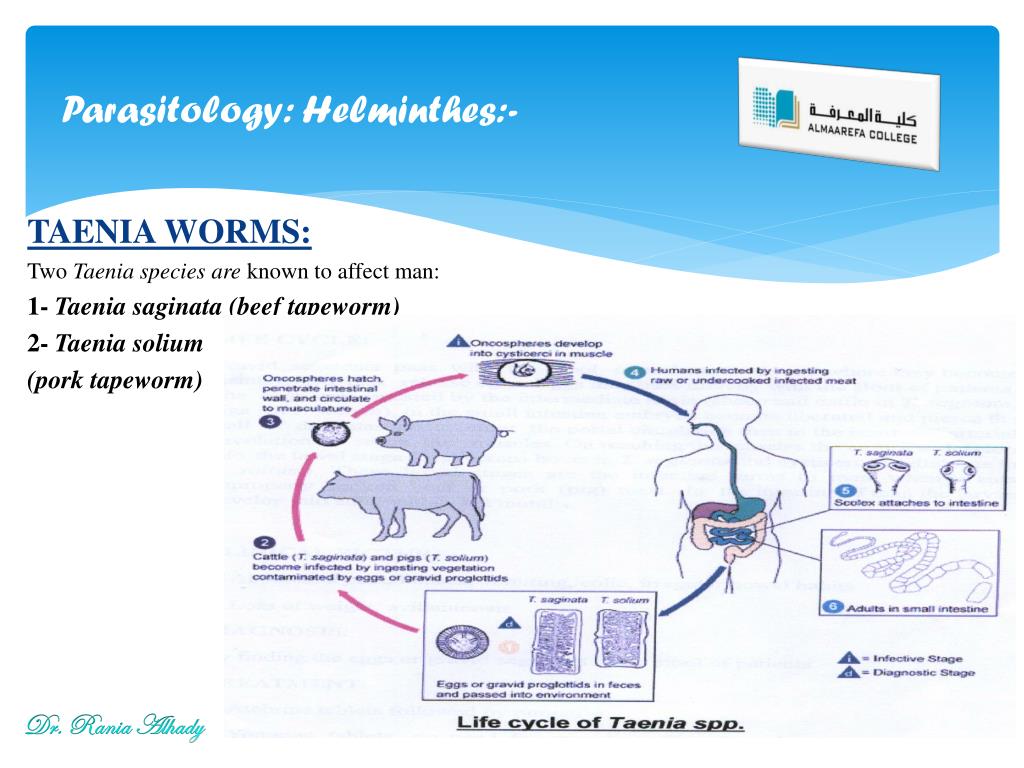 PPT - Parasitology: (Protozoa and Helminthes) PowerPoint Presentation ...