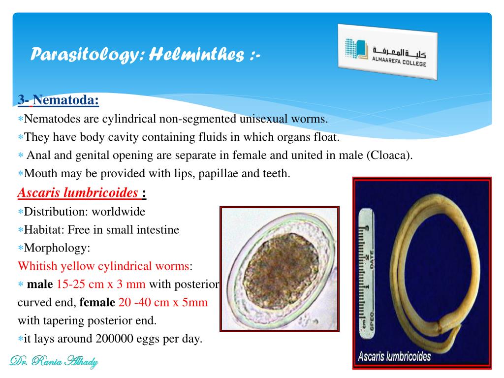 PPT - Parasitology: (Protozoa and Helminthes) PowerPoint Presentation ...