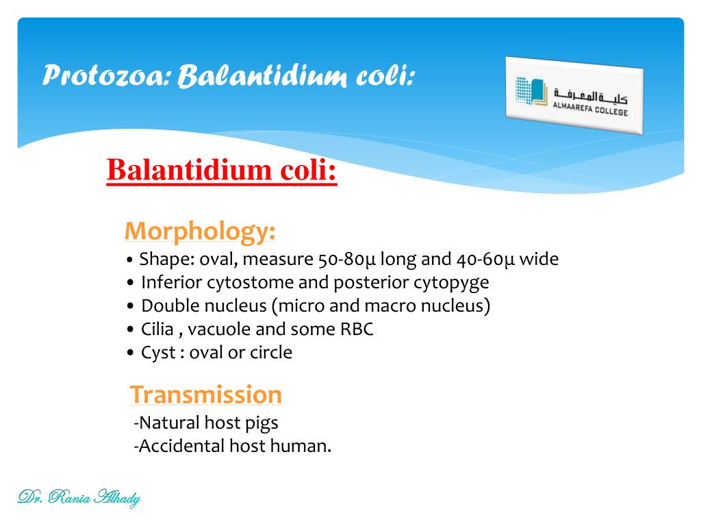 PPT - Parasitology: (Protozoa and Helminthes) PowerPoint Presentation ...