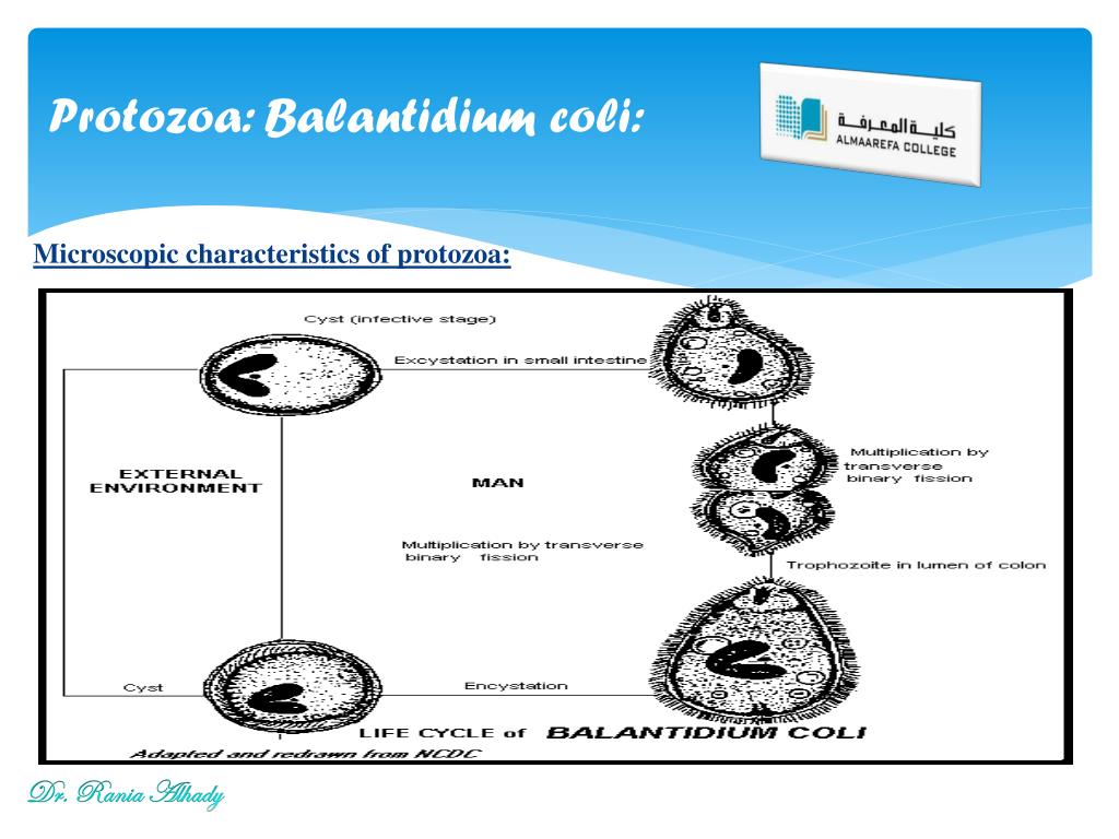 PPT - Parasitology: (Protozoa and Helminthes) PowerPoint Presentation ...