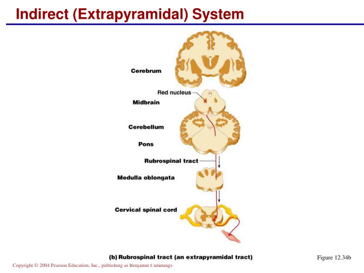 PPT - The Central Nervous System Part D PowerPoint Presentation - ID ...