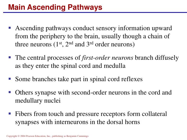 PPT - The Central Nervous System Part D PowerPoint Presentation - ID ...