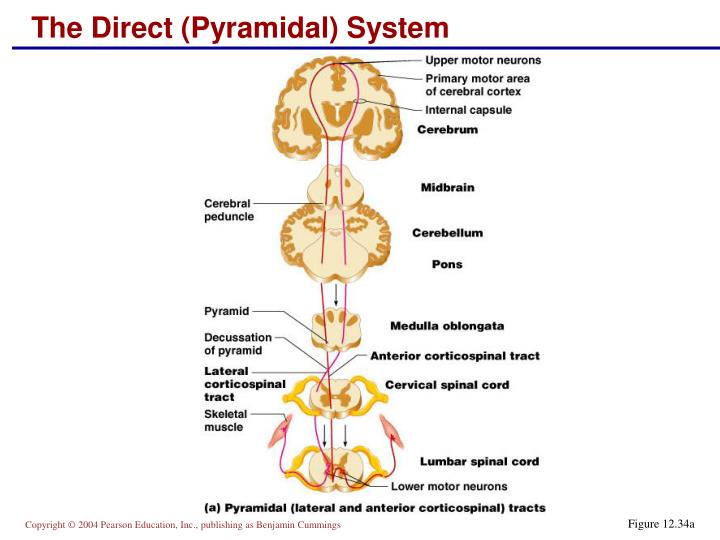 PPT - The Central Nervous System Part D PowerPoint Presentation - ID ...