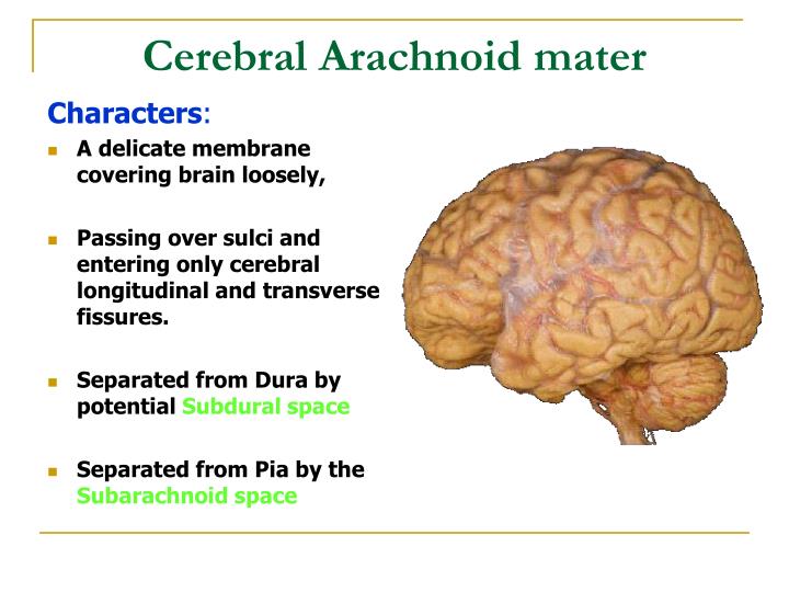 PPT - The Meninges of Brain and Spinal Cord PowerPoint Presentation ...
