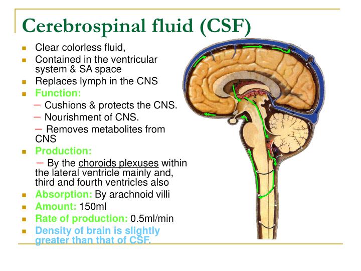 PPT - The Meninges of Brain and Spinal Cord PowerPoint Presentation ...
