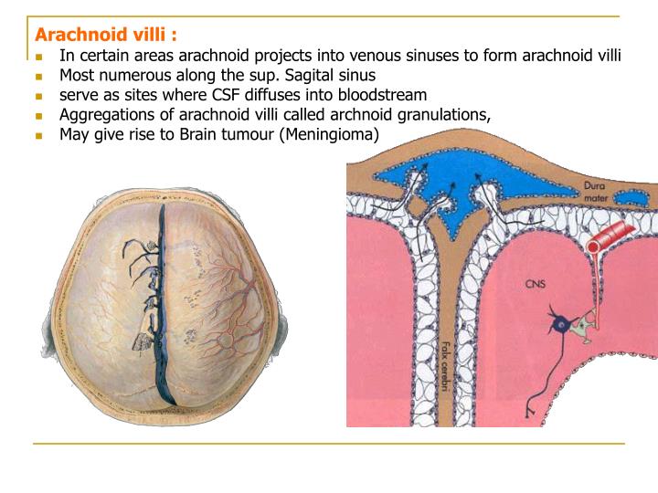 PPT - The Meninges of Brain and Spinal Cord PowerPoint Presentation ...