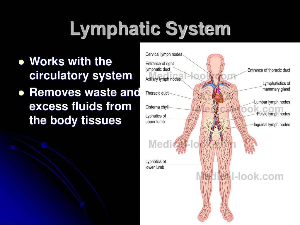 Ppt Lymphatic System Powerpoint Presentation Free Download Id 5652219