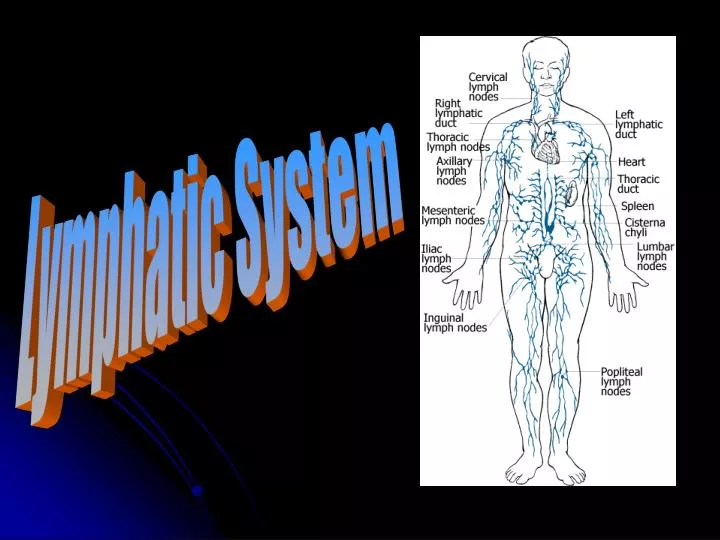 PPT - Lymphatic System PowerPoint Presentation, free download - ID:5652219 PPT - Lymphatic System PowerPoint Presentation, free download - ID:5652219