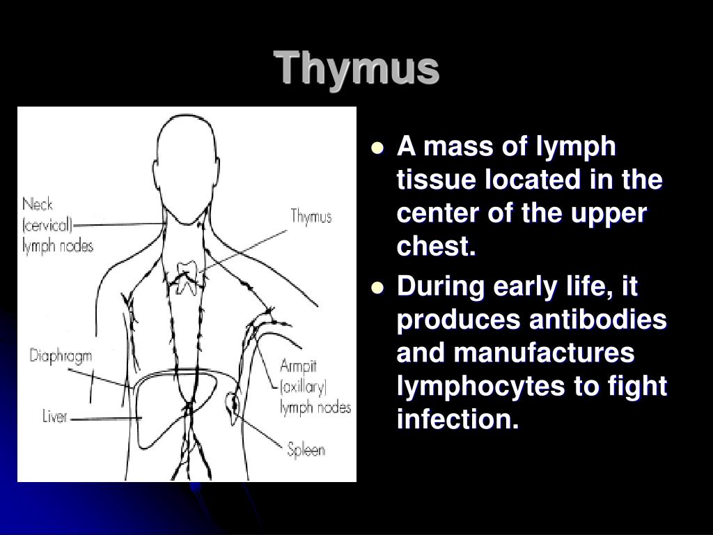 Ppt Lymphatic System Powerpoint Presentation Free Download Id 5652219