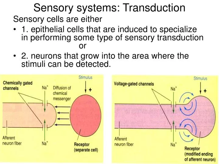 Sensory Transduction