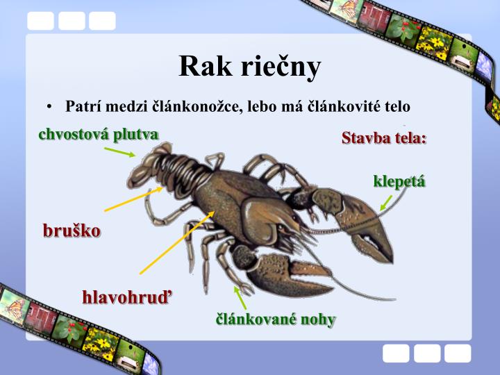 PPT - Rozdielnosť stavby tiel živočíchov PowerPoint Presentation - ID ...