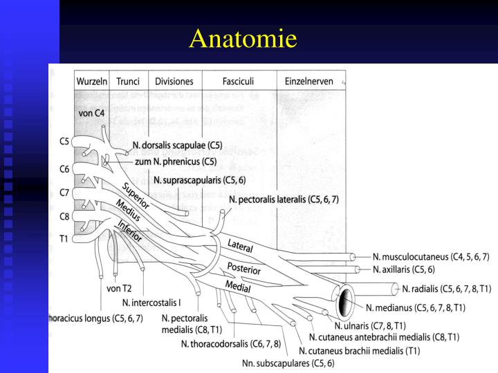 PPT - MRT bei Plexus brachialis Läsionen PowerPoint Presentation - ID ...