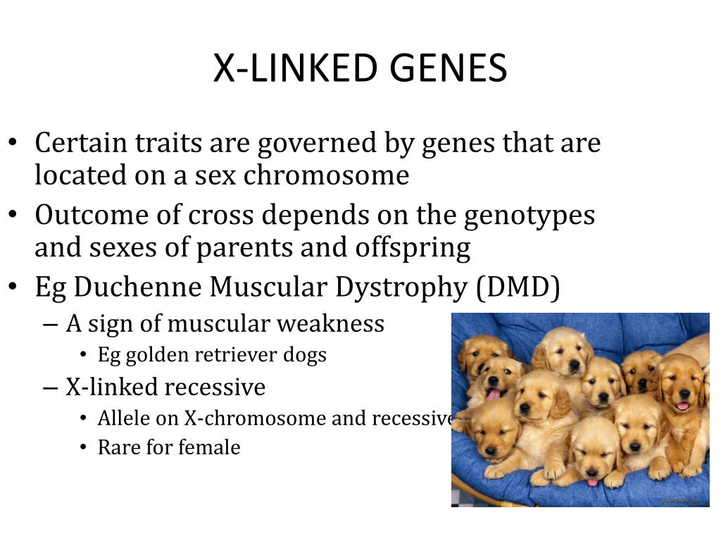 Ppt 4 X Linked Genes Sex Influenced Inheritance Sex Limited
