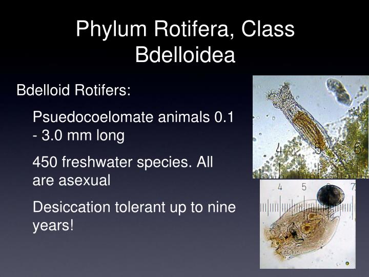 PPT - What is Sex? PowerPoint Presentation - ID:5656007