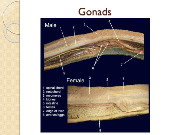 PPT - Sea Lamprey Dissection PowerPoint Presentation - ID:5656206