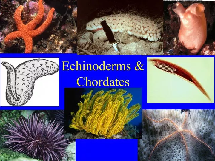 PPT - Echinoderms & Chordates PowerPoint Presentation, free download ...