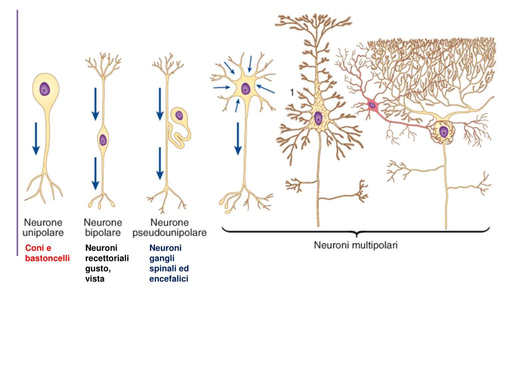 PPT - TESSUTO NERVOSO cellule nervose o neuroni nevroglia o glia vasi ...