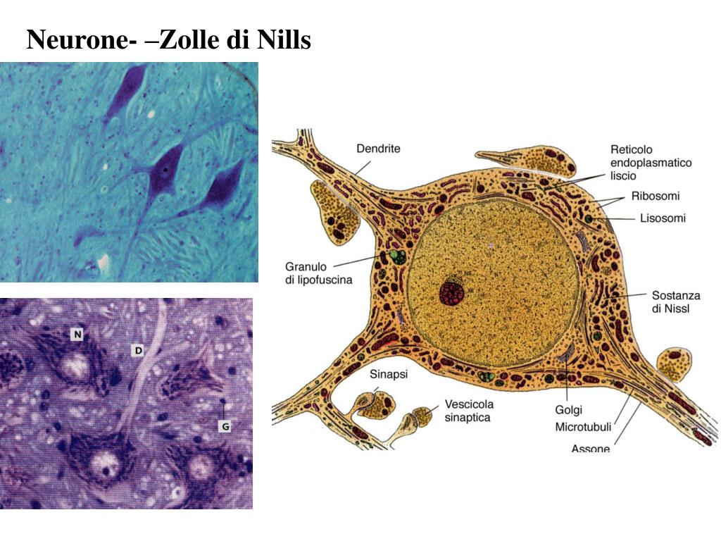 PPT - TESSUTO NERVOSO cellule nervose o neuroni nevroglia o glia vasi ...