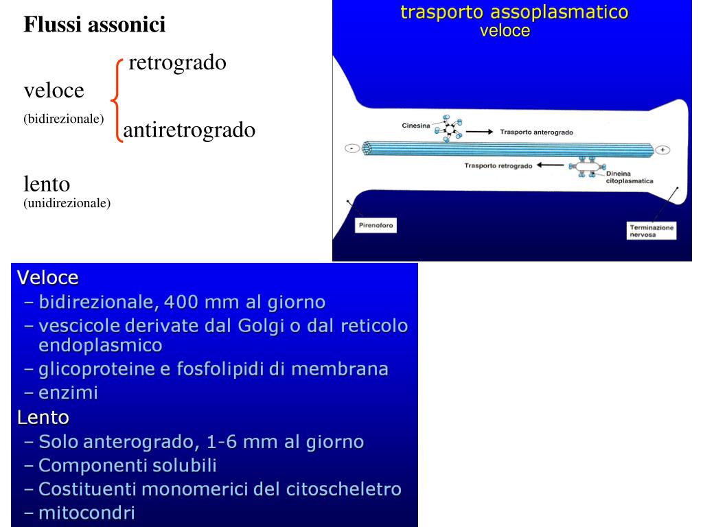 PPT - TESSUTO NERVOSO cellule nervose o neuroni nevroglia o glia vasi ...