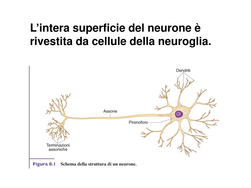 PPT - TESSUTO NERVOSO cellule nervose o neuroni nevroglia o glia vasi ...