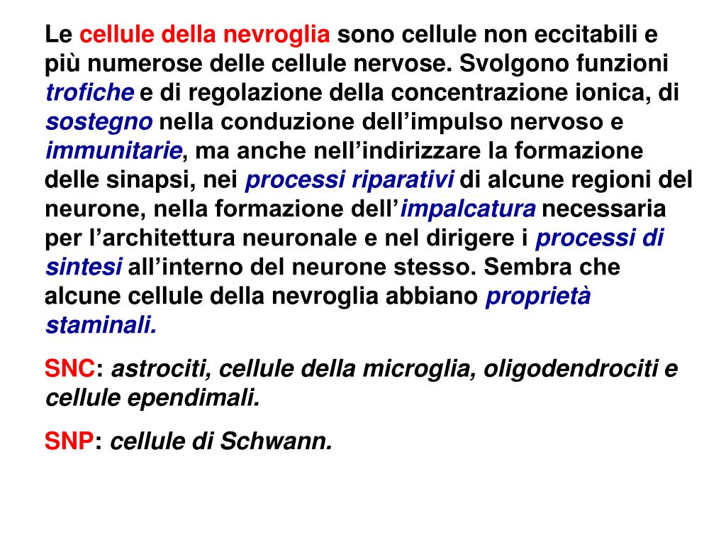 PPT - TESSUTO NERVOSO cellule nervose o neuroni nevroglia o glia vasi ...