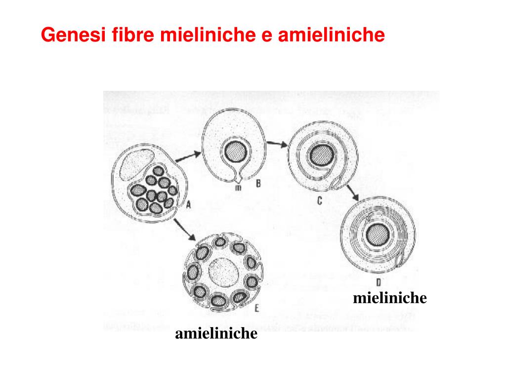 PPT - TESSUTO NERVOSO cellule nervose o neuroni nevroglia o glia vasi ...