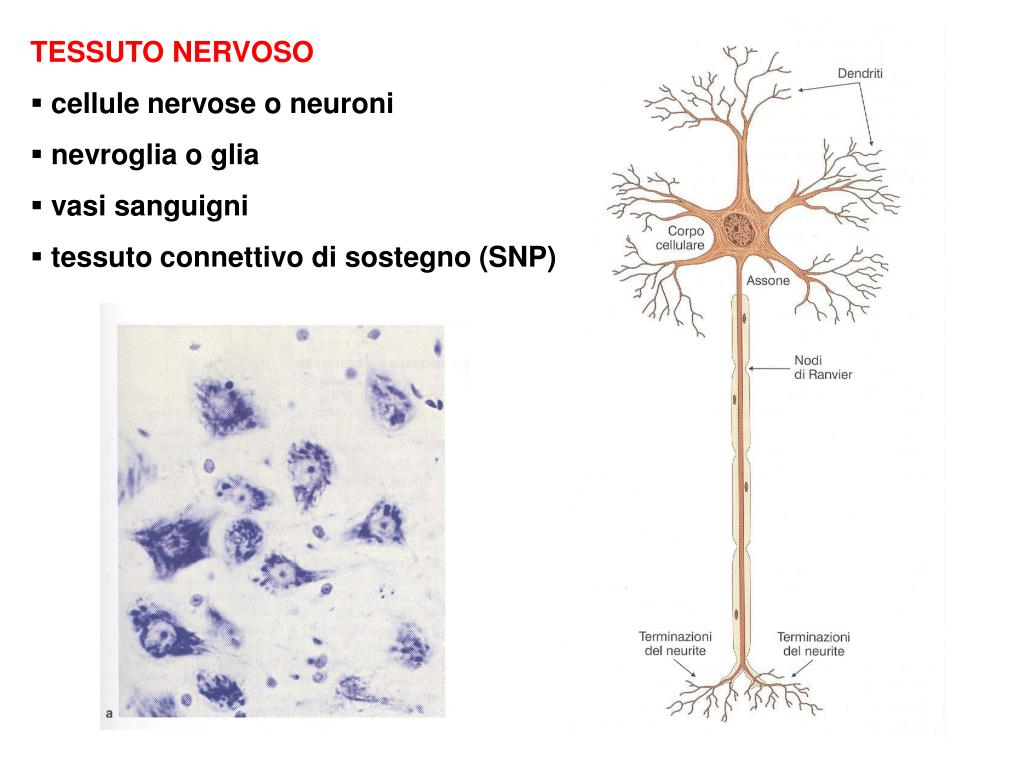 PPT - TESSUTO NERVOSO cellule nervose o neuroni nevroglia o glia vasi ...