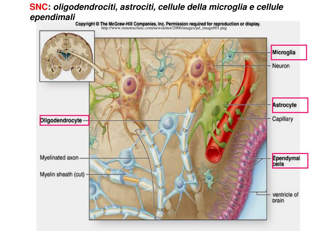PPT - TESSUTO NERVOSO cellule nervose o neuroni nevroglia o glia vasi ...