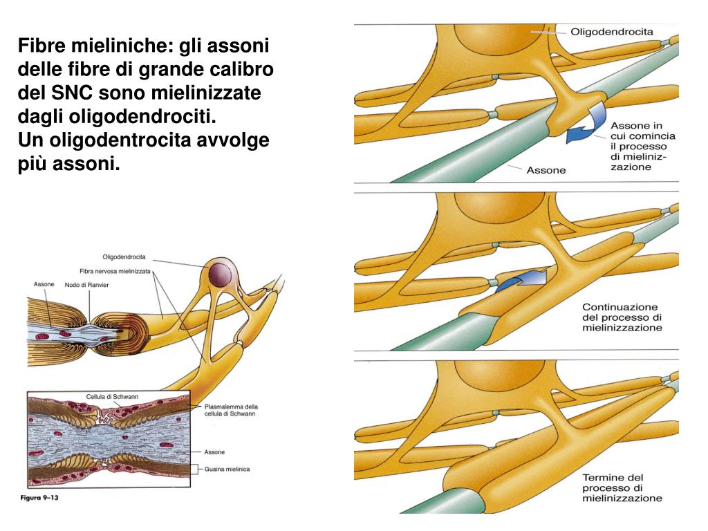 PPT - TESSUTO NERVOSO cellule nervose o neuroni nevroglia o glia vasi ...
