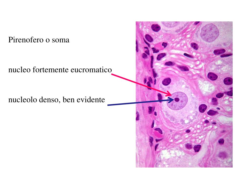 PPT - TESSUTO NERVOSO cellule nervose o neuroni nevroglia o glia vasi ...