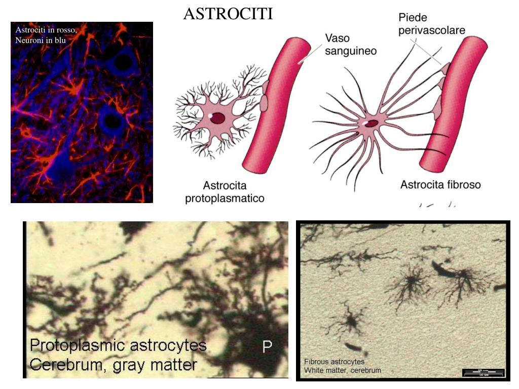 PPT - TESSUTO NERVOSO cellule nervose o neuroni nevroglia o glia vasi ...