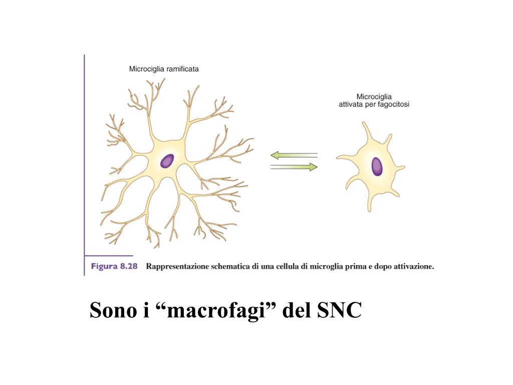 PPT - TESSUTO NERVOSO cellule nervose o neuroni nevroglia o glia vasi ...