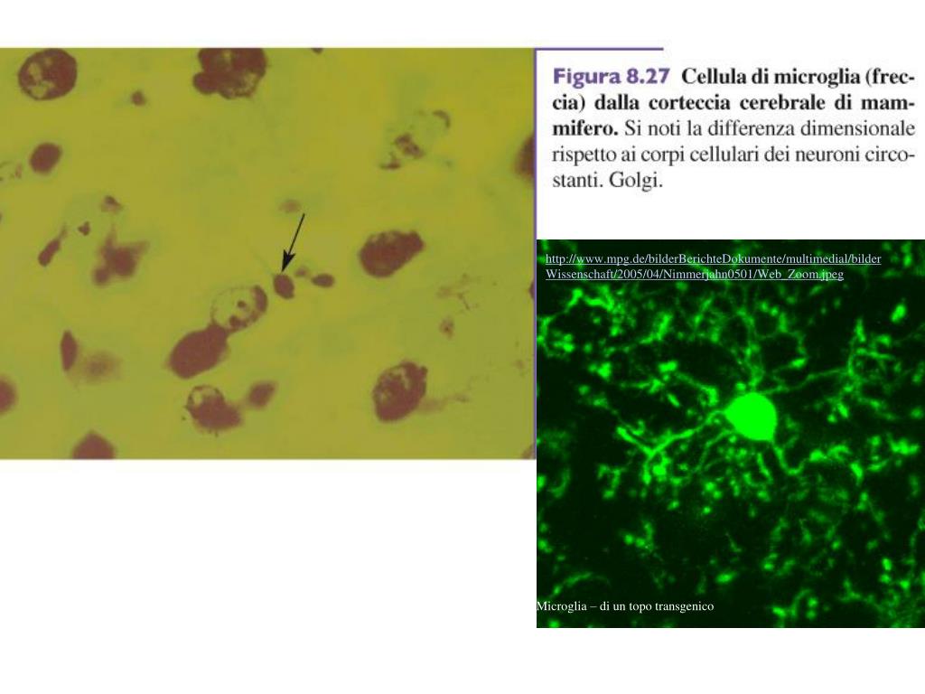 PPT - TESSUTO NERVOSO cellule nervose o neuroni nevroglia o glia vasi ...