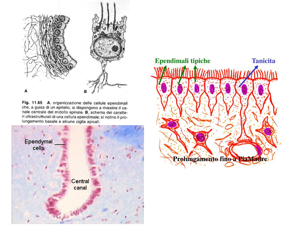 PPT - TESSUTO NERVOSO cellule nervose o neuroni nevroglia o glia vasi ...