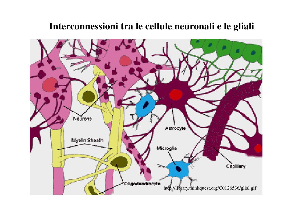 PPT - TESSUTO NERVOSO cellule nervose o neuroni nevroglia o glia vasi ...