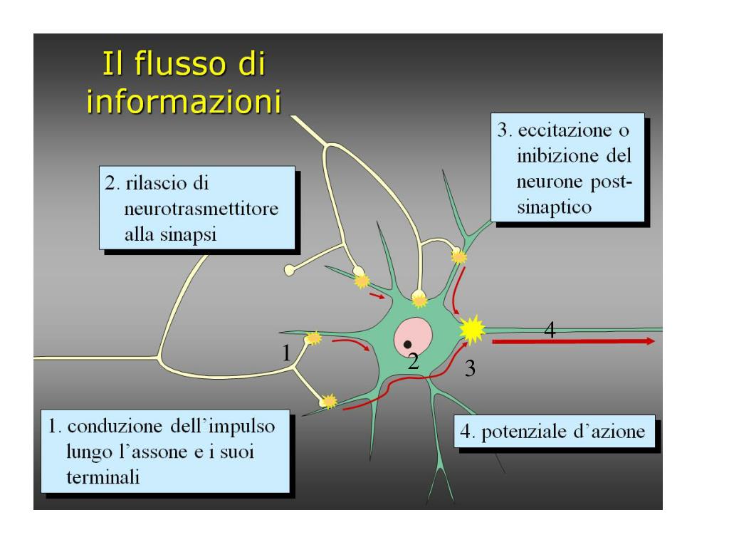 PPT - TESSUTO NERVOSO cellule nervose o neuroni nevroglia o glia vasi ...