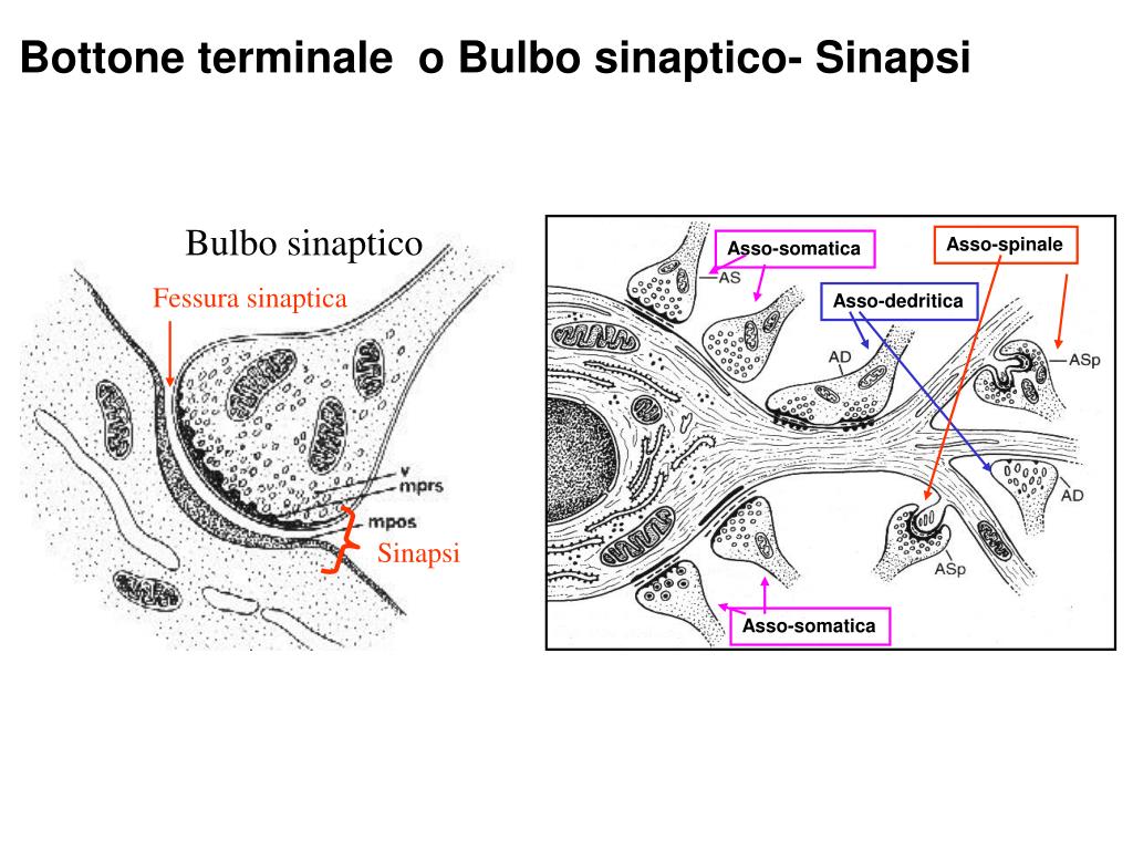 PPT - TESSUTO NERVOSO cellule nervose o neuroni nevroglia o glia vasi ...