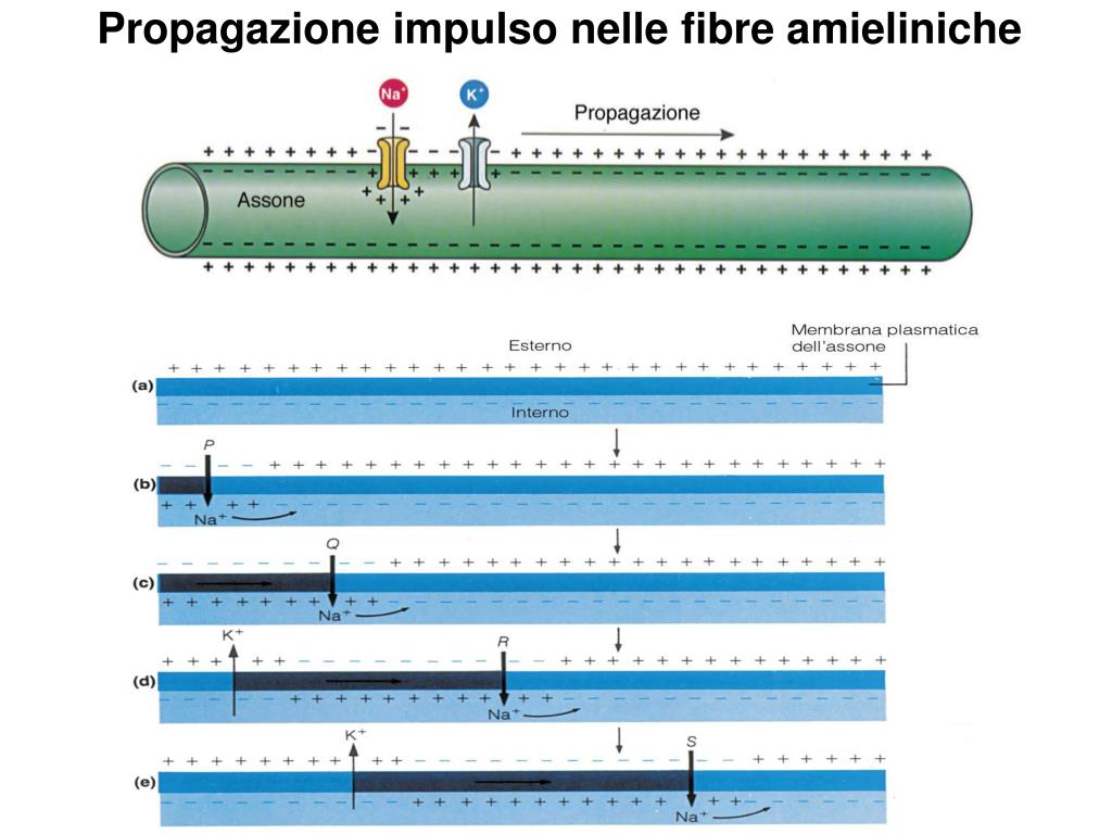 PPT - TESSUTO NERVOSO cellule nervose o neuroni nevroglia o glia vasi ...