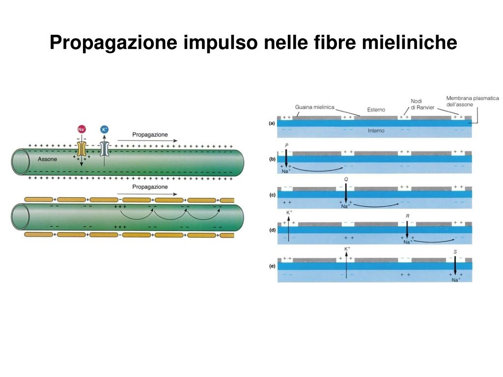 PPT - TESSUTO NERVOSO cellule nervose o neuroni nevroglia o glia vasi ...