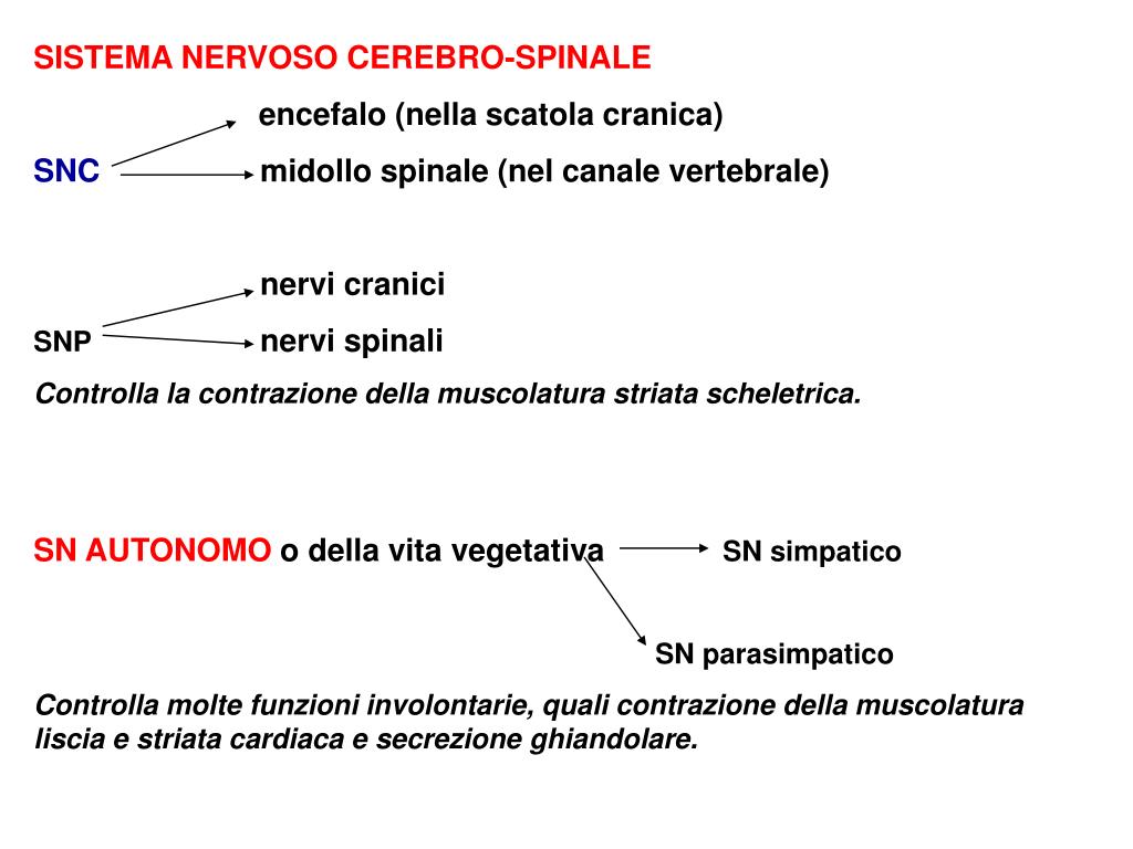 PPT - TESSUTO NERVOSO cellule nervose o neuroni nevroglia o glia vasi ...