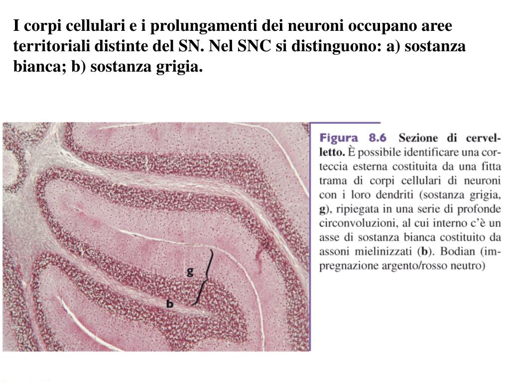 PPT - TESSUTO NERVOSO cellule nervose o neuroni nevroglia o glia vasi ...
