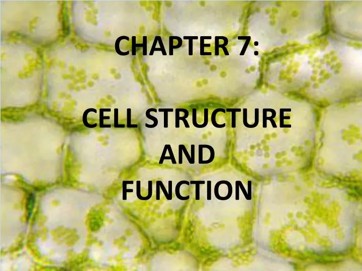 PPT CHAPTER 7 CELL STRUCTURE AND FUNCTION PowerPoint Presentation