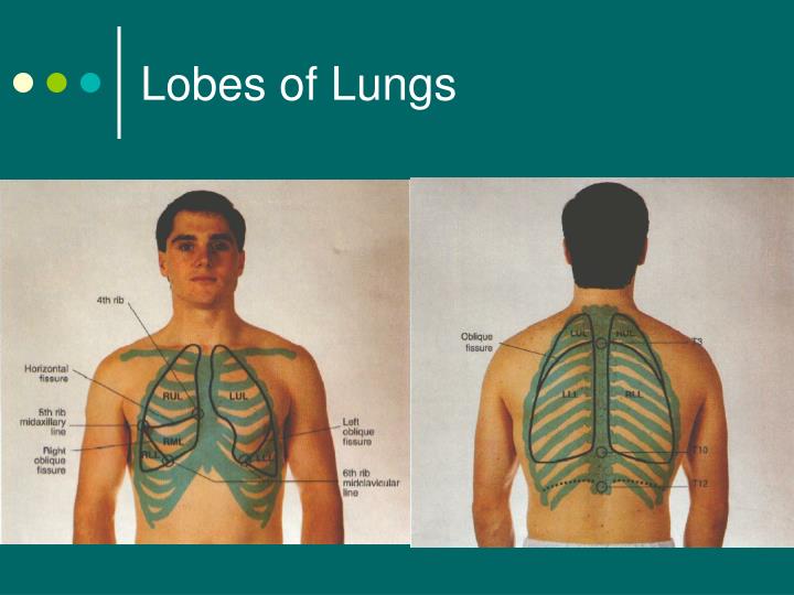 PPT - Thorax and Lungs PowerPoint Presentation - ID:5657219