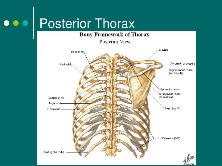 PPT - Thorax and Lungs PowerPoint Presentation - ID:5657219