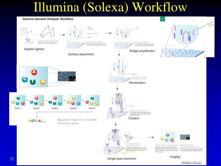 PPT - Genome Sequencing and Assembly High throughput Sequencing ...