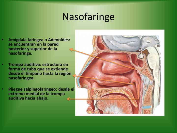 PPT - Sistema Respiratorio PowerPoint Presentation - ID:5658290